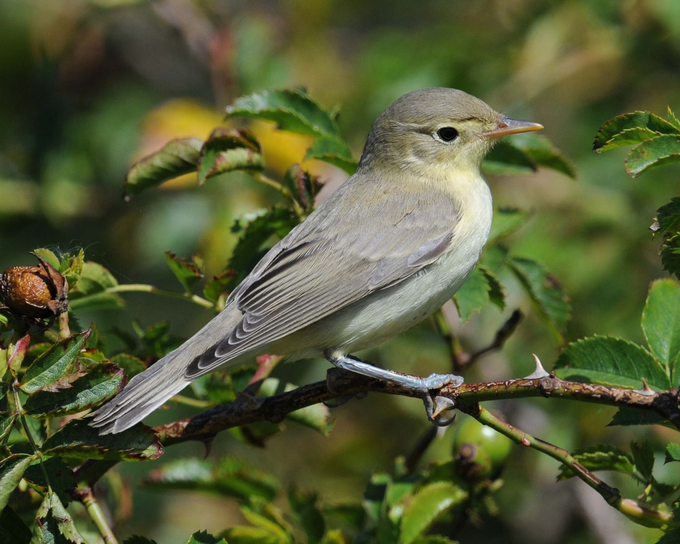 Icterine Warbler by Nick Appleton - BirdGuides