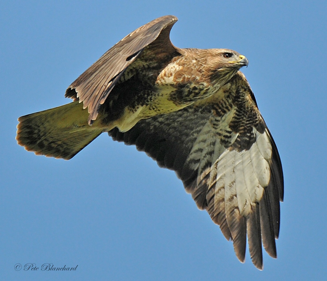 Details : Common Buzzard - BirdGuides
