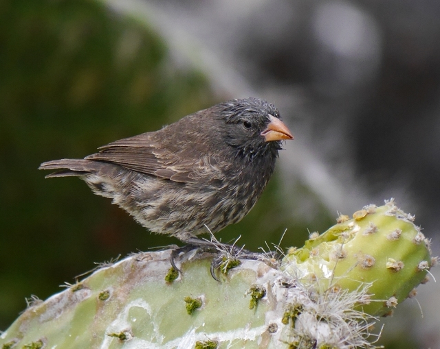 Sharp-beaked Ground Finch by Norman De'Ath - BirdGuides
