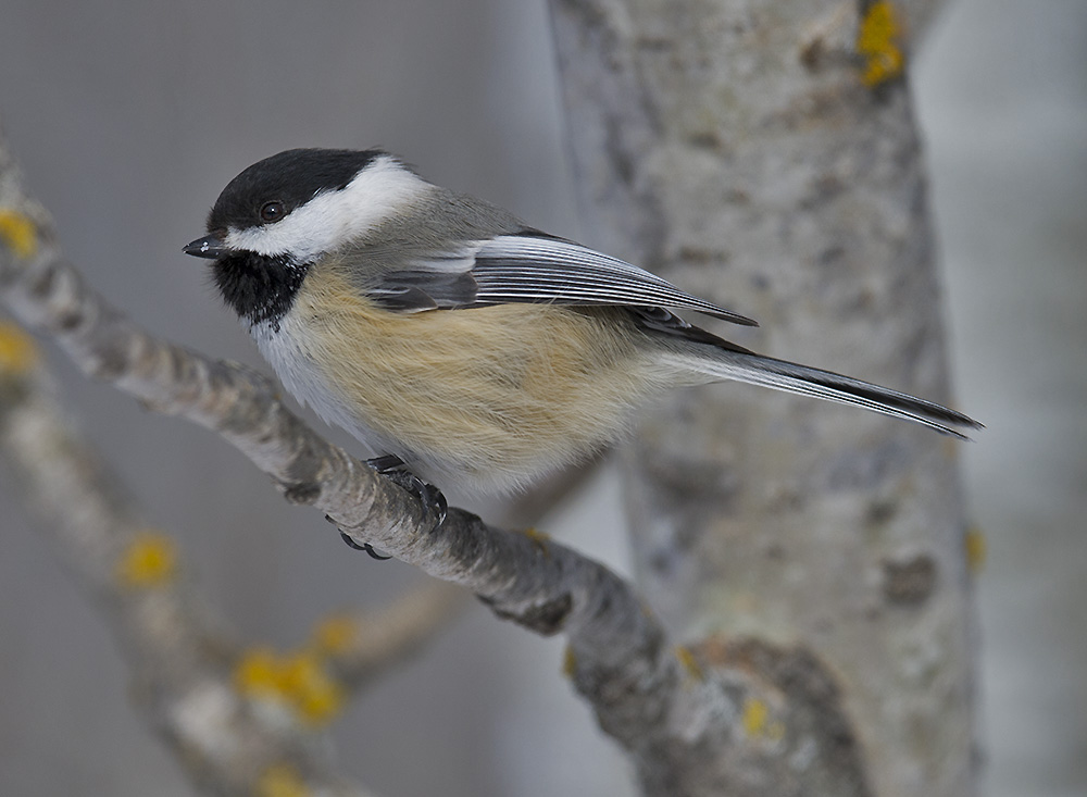 Details : Black-capped Chickadee - BirdGuides