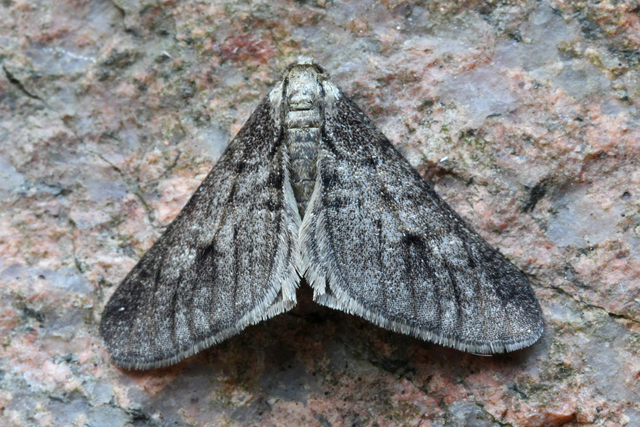 Details : Spring Usher - BirdGuides