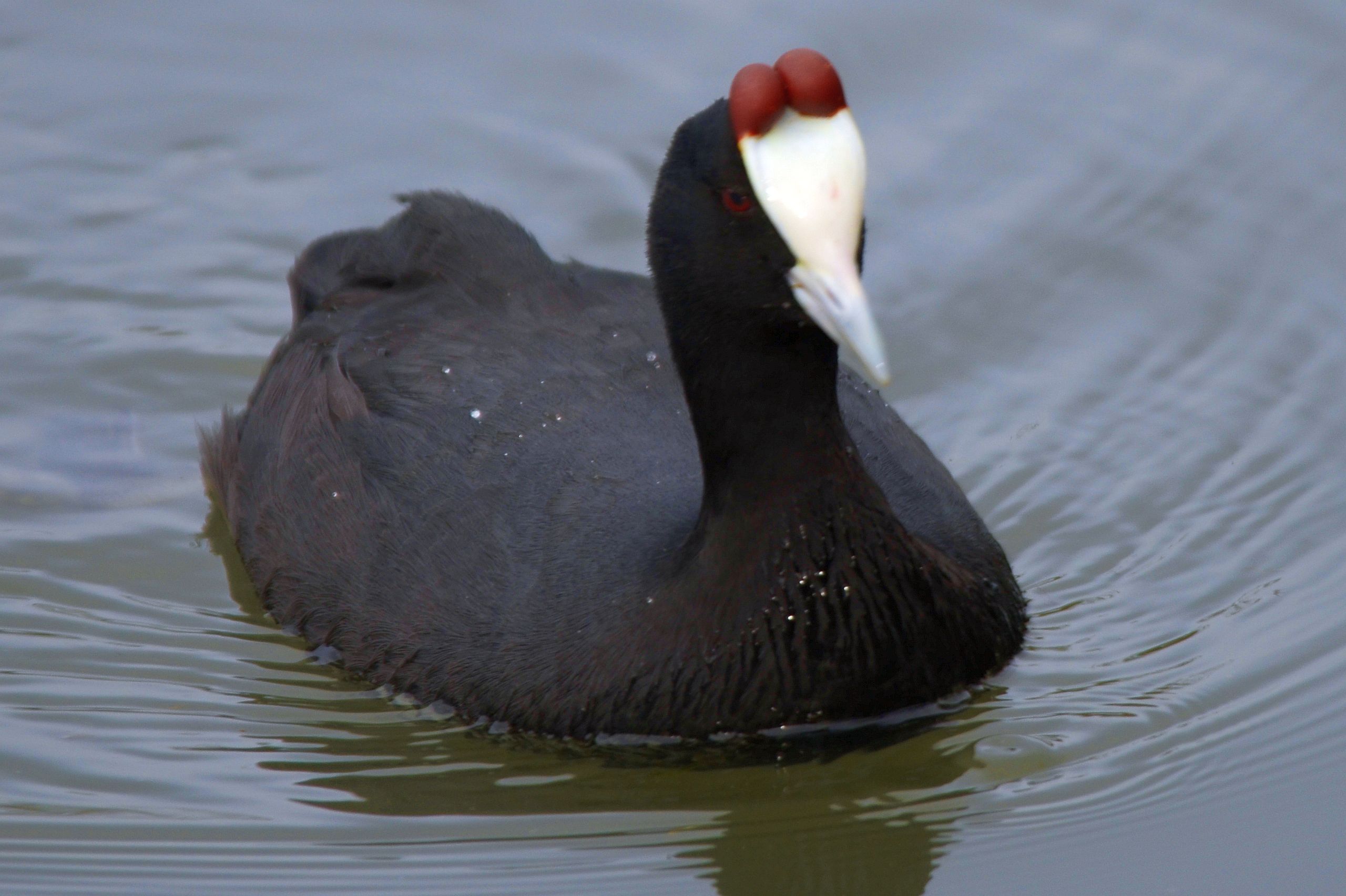 Details : Red-knobbed Coot - BirdGuides