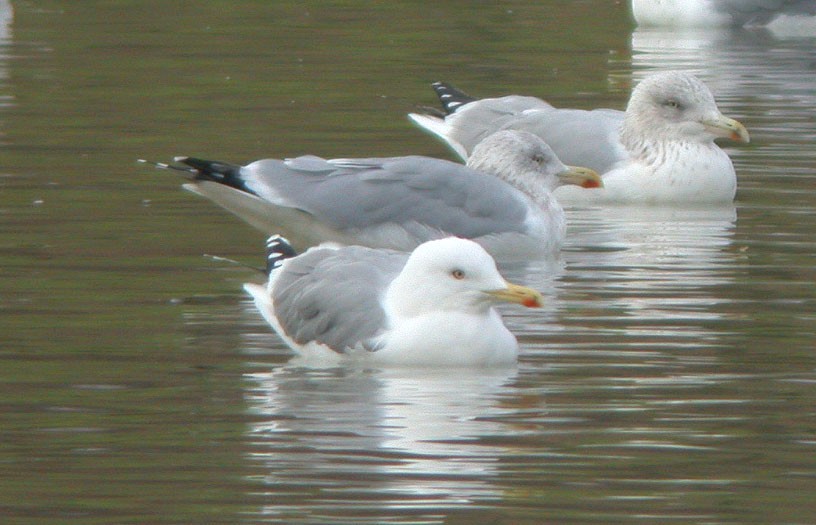 Details : Caspian Gull - BirdGuides