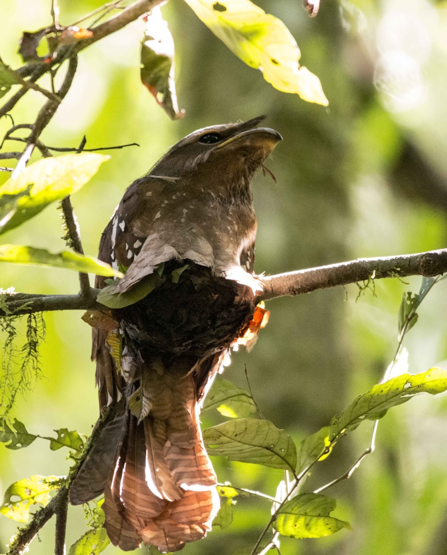 Large Frogmouth by Dale Hanson - BirdGuides