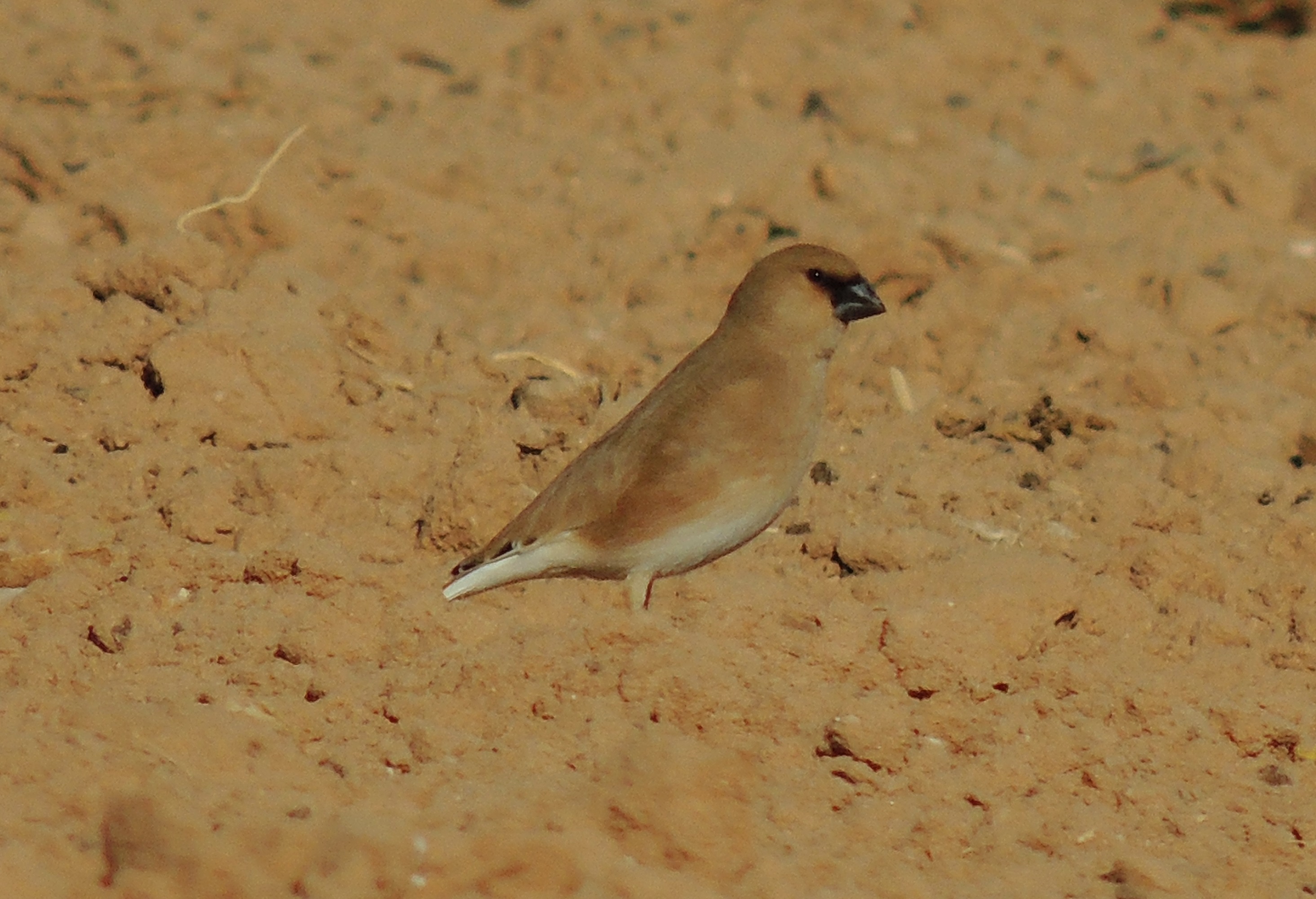 Details : Desert Finch - BirdGuides