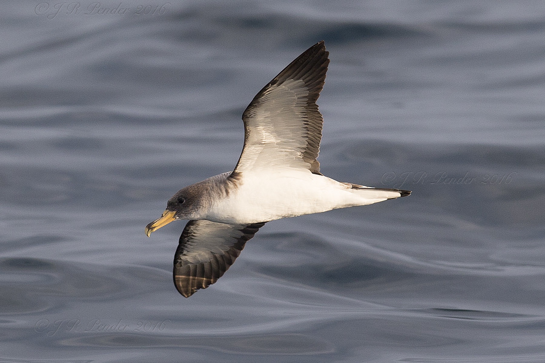 Details : Cory's Shearwater - BirdGuides