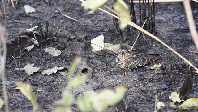 Details : Standard-winged Nightjar - BirdGuides