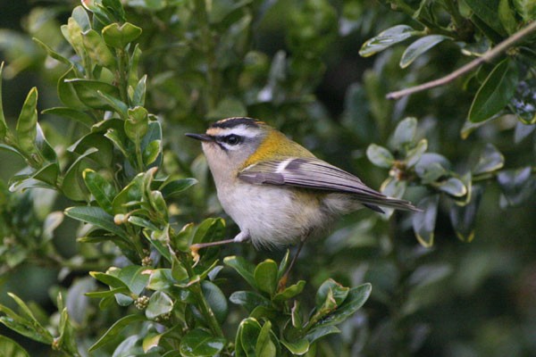 Details : Firecrest - BirdGuides