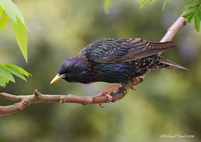 Details : Common Starling - BirdGuides