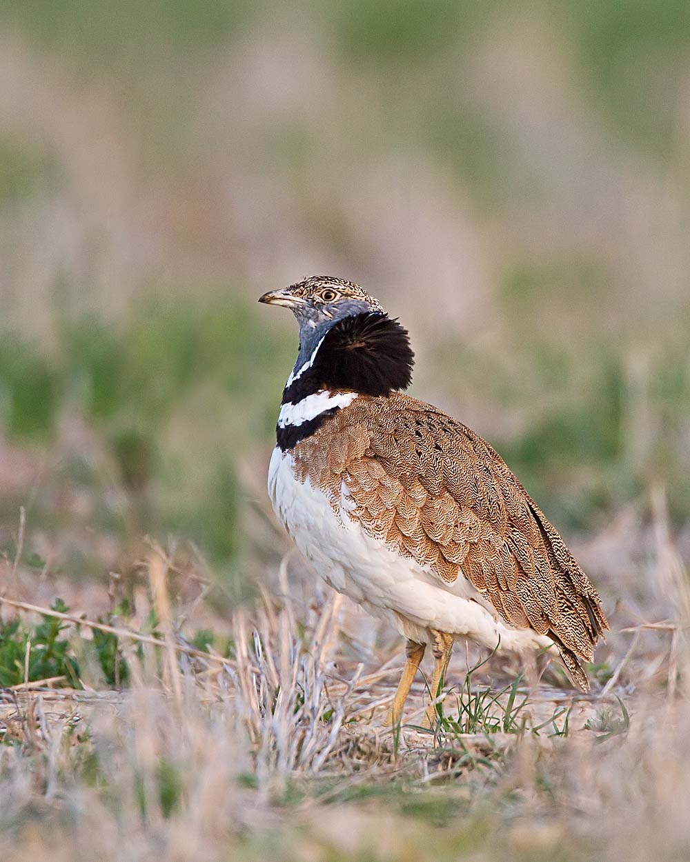 Details : Little Bustard - BirdGuides