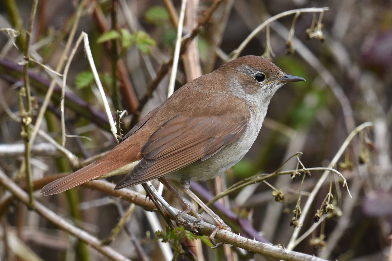 Common Nightingale by Nick Appleton - BirdGuides