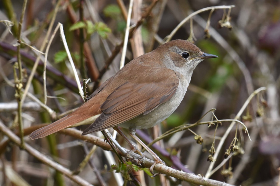 Common Nightingale by Nick Appleton - BirdGuides