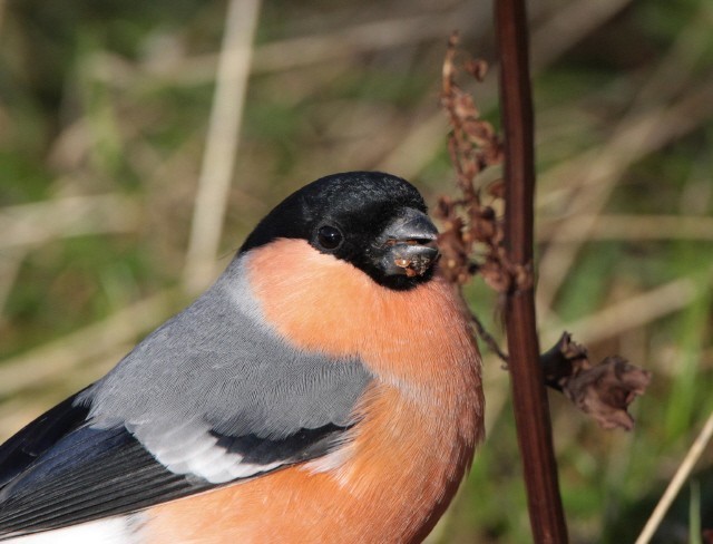 Details : Northern Bullfinch - BirdGuides