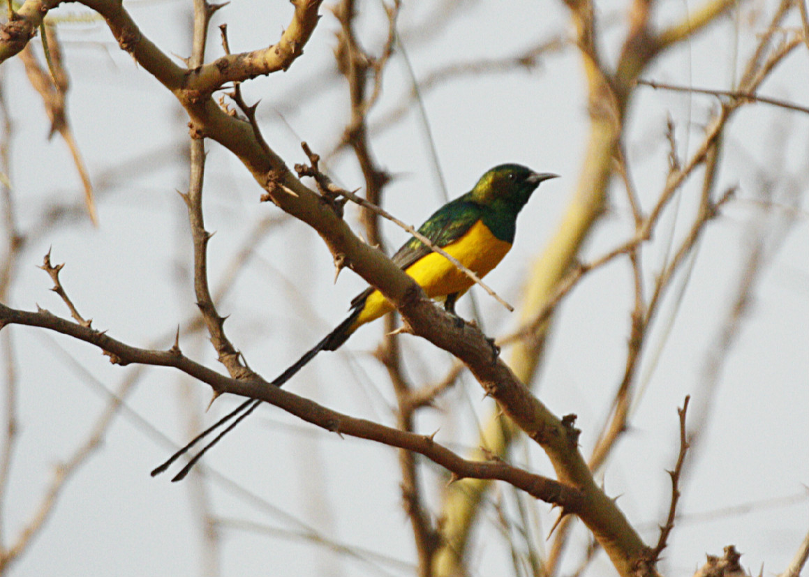 Details : Pygmy Sunbird - BirdGuides