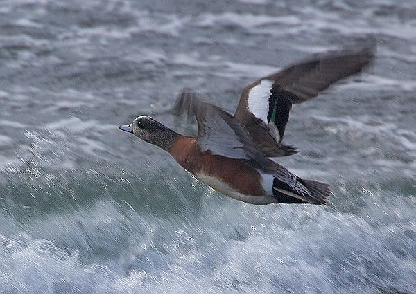 Details : American Wigeon - BirdGuides