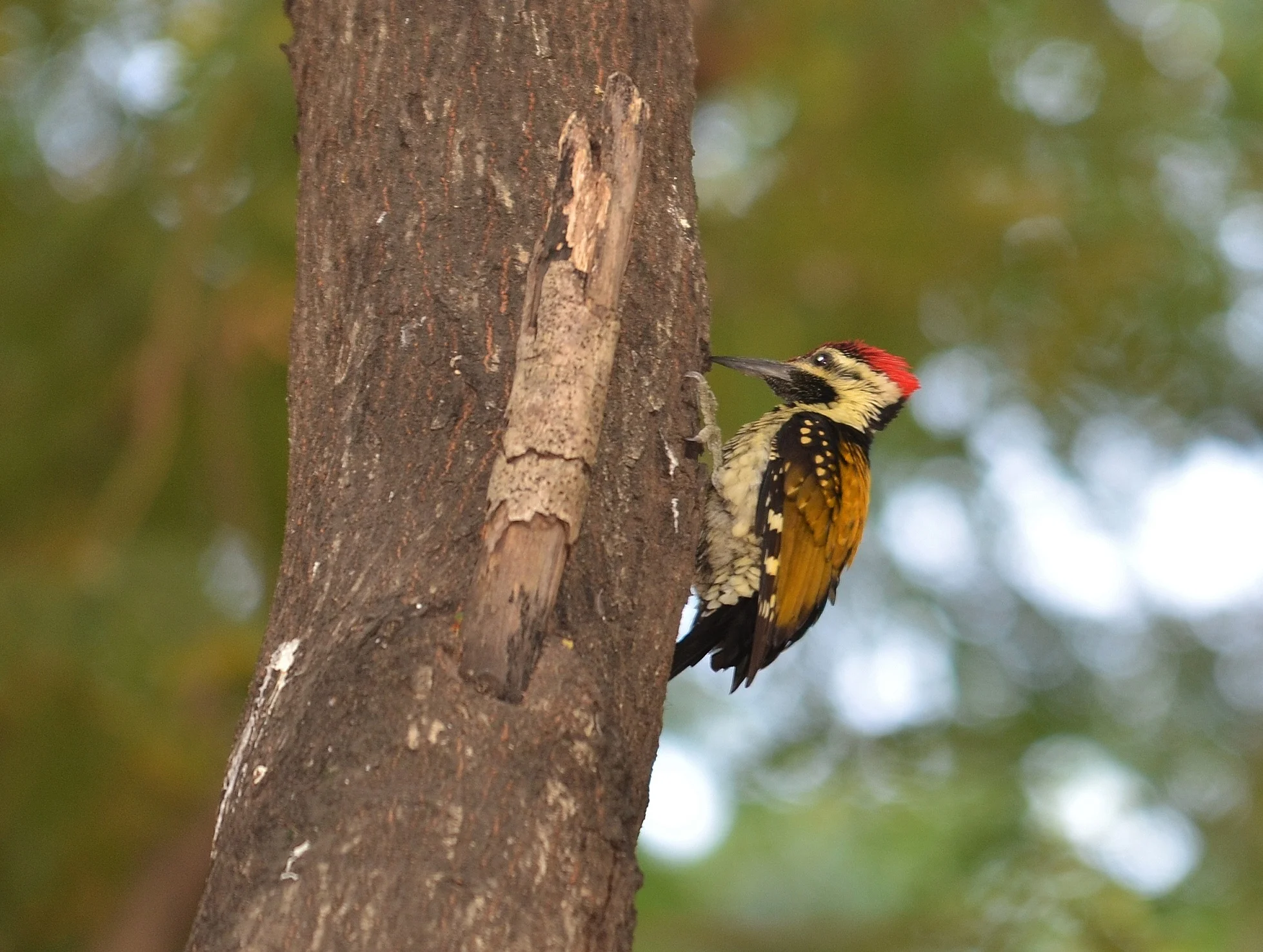 Details : Crimson-backed Flameback - BirdGuides