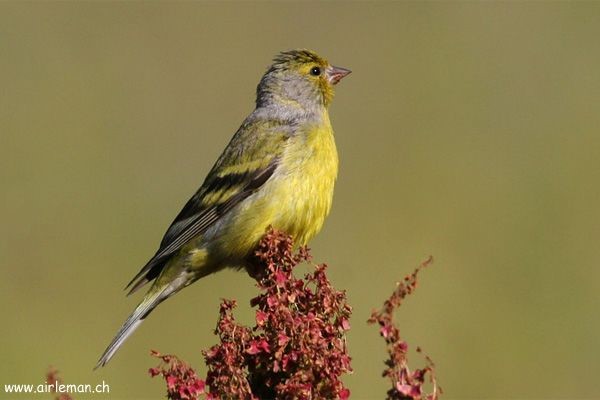 Details : Citril Finch - BirdGuides