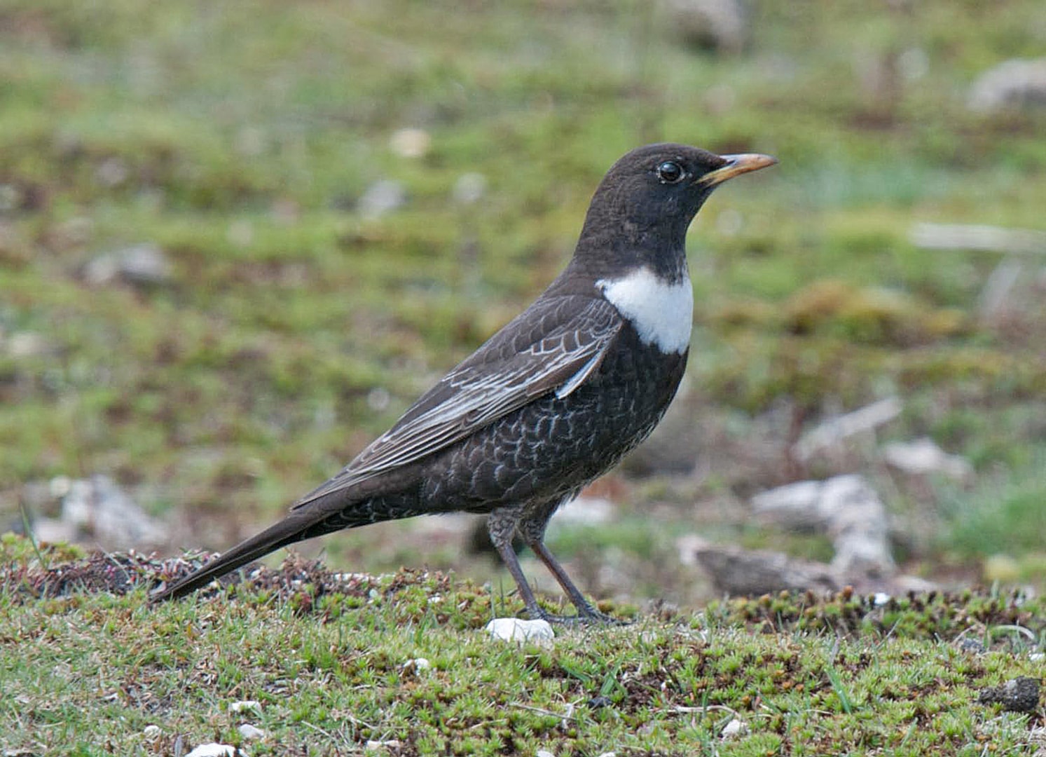 Ring Ouzel by Lawrie Webb - BirdGuides