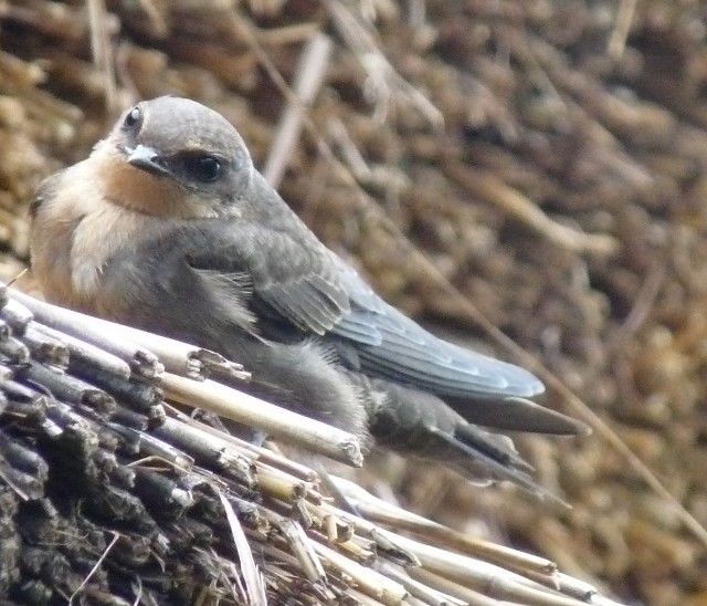 Details : Rock Martin - BirdGuides