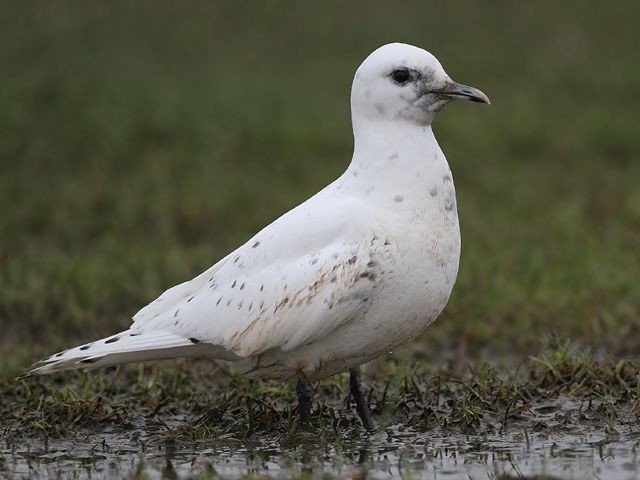 Details : Ivory Gull - BirdGuides