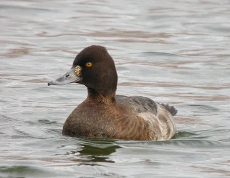 Details : Lesser Scaup - BirdGuides