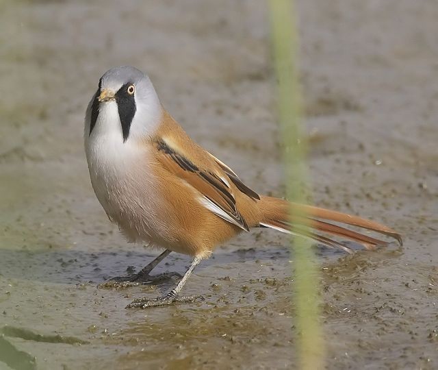 Details : Bearded Tit - BirdGuides