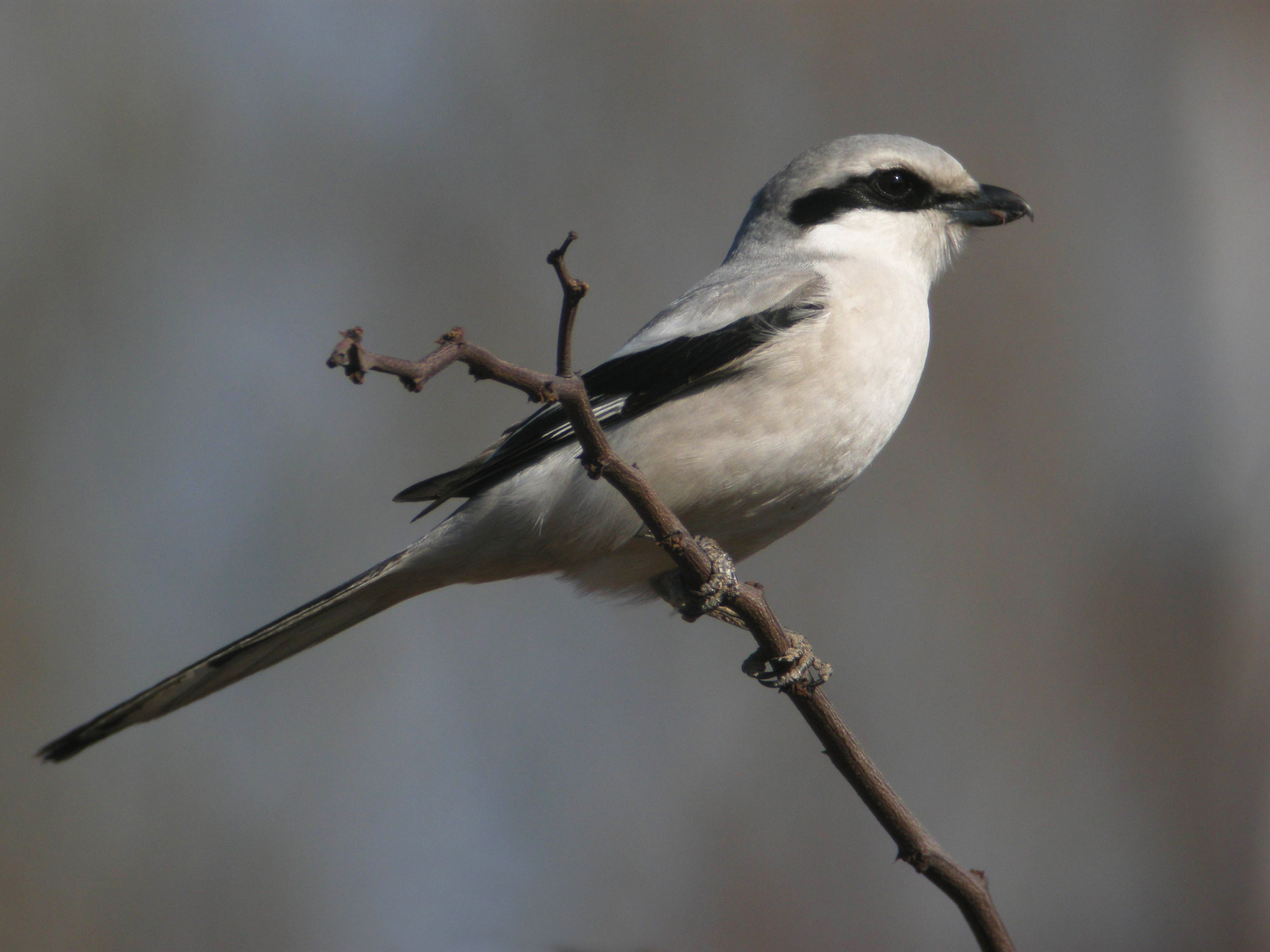 Details : Chinese Grey Shrike - BirdGuides