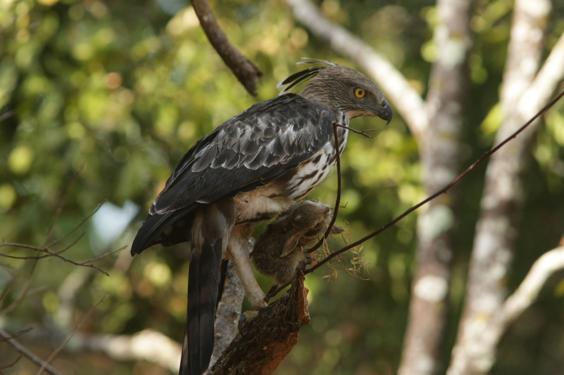 Details : Legge's Hawk-Eagle - BirdGuides