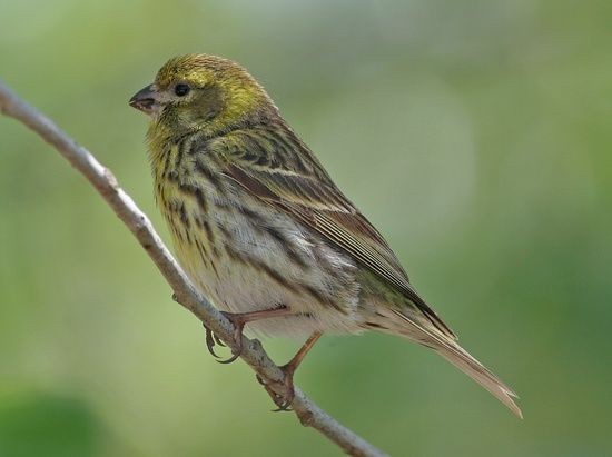Details : European Serin - BirdGuides