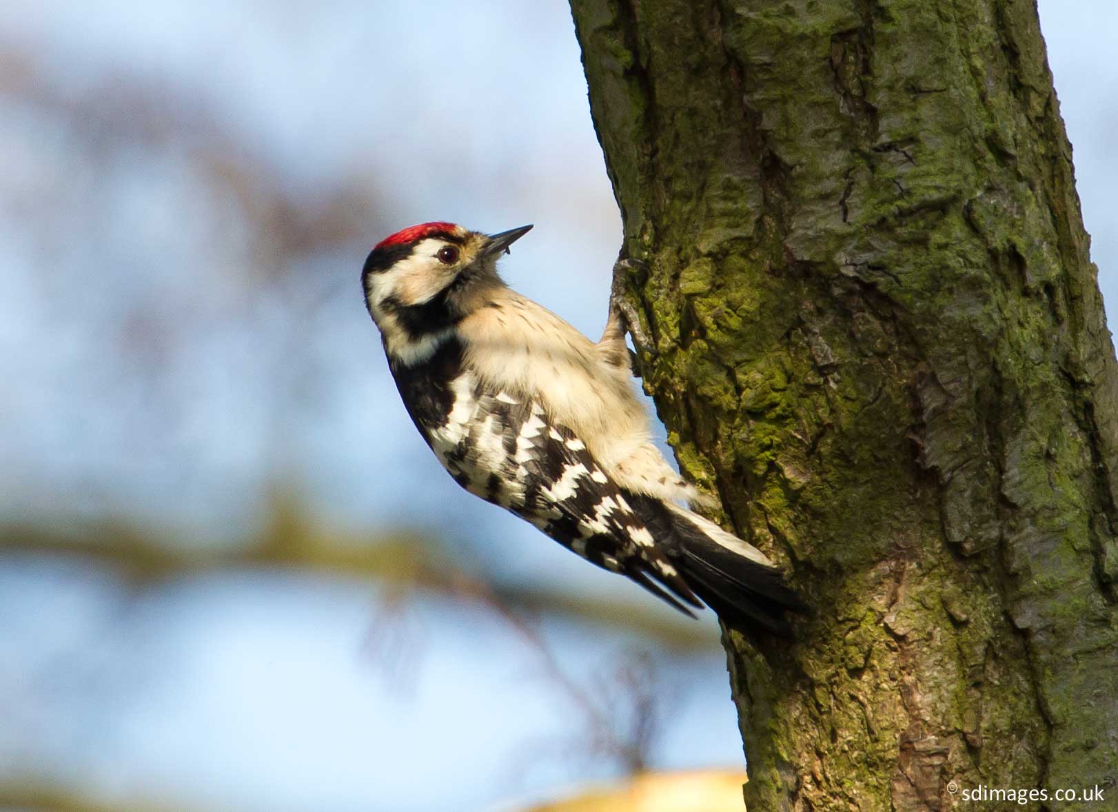 Lesser Spotted Woodpecker sightings urgently sought - BirdGuides