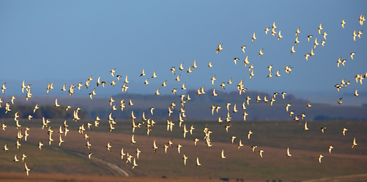 European Golden Plover by Mike Trew - BirdGuides