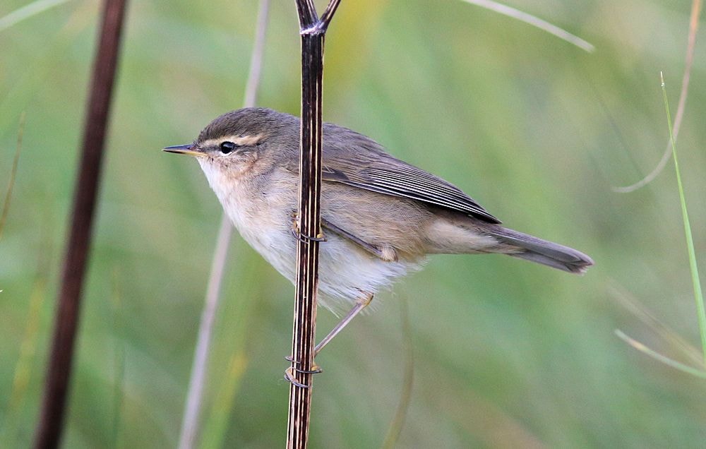 Dusky Warbler by Darren Ward - BirdGuides