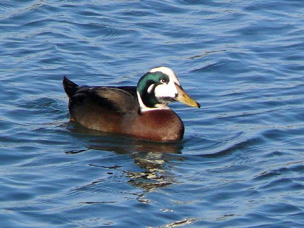 Eider by Alan Gilbertson - BirdGuides