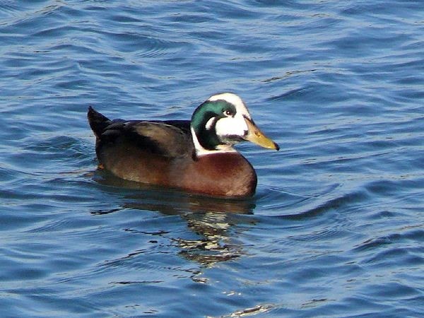 Eider by Alan Gilbertson - BirdGuides