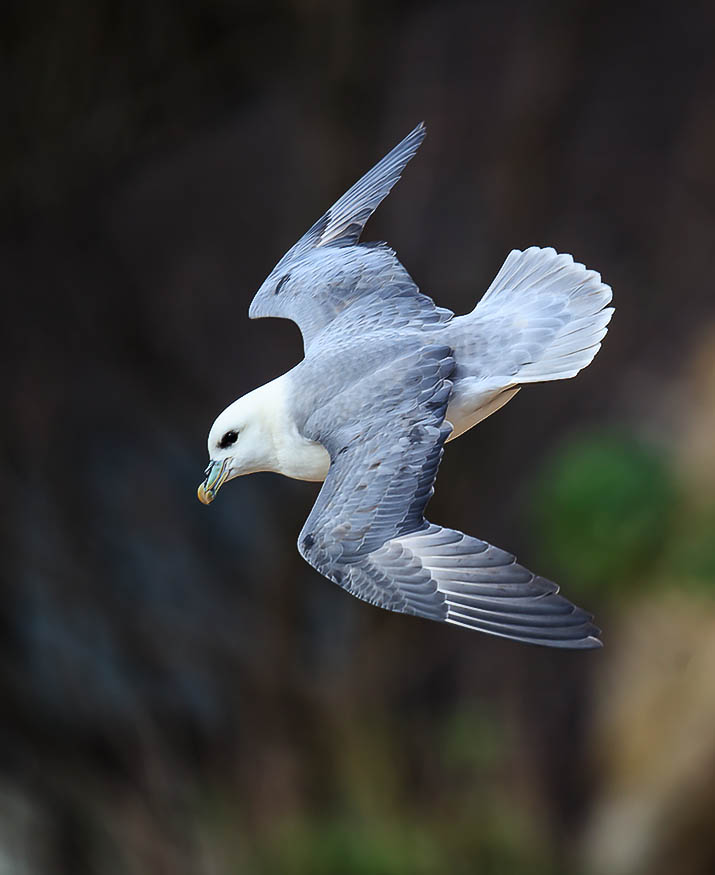 Details : Northern Fulmar - BirdGuides