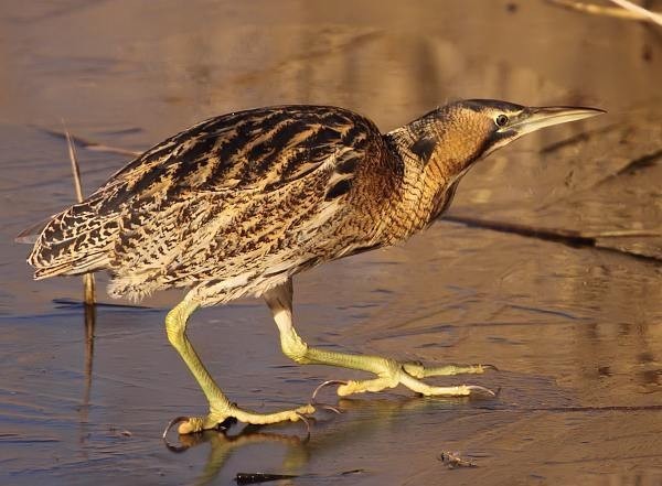 Bittern monitoring in 2010 - BirdGuides