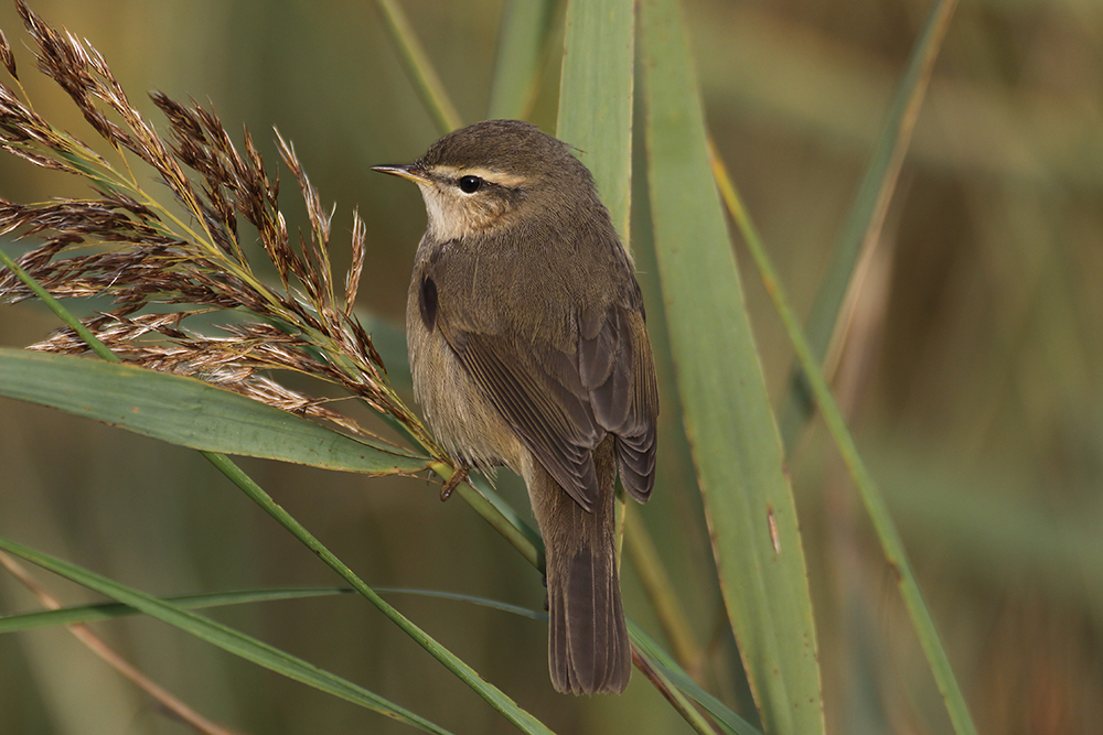 Details : Dusky Warbler - BirdGuides