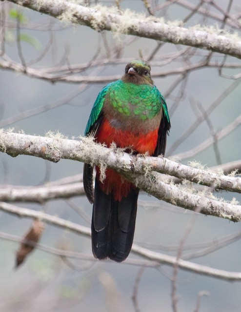 Details : Golden-headed Quetzal - BirdGuides