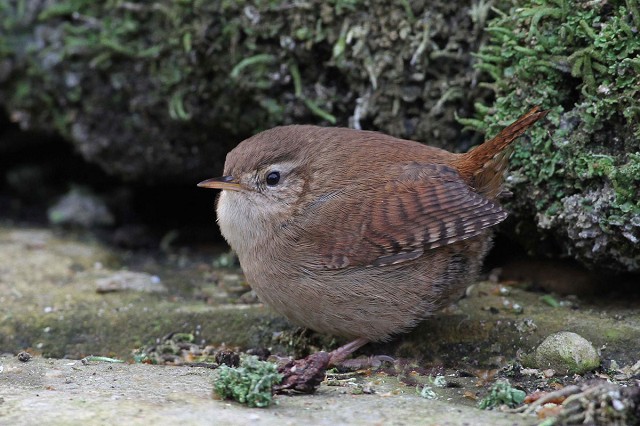Details : Eurasian Wren - BirdGuides