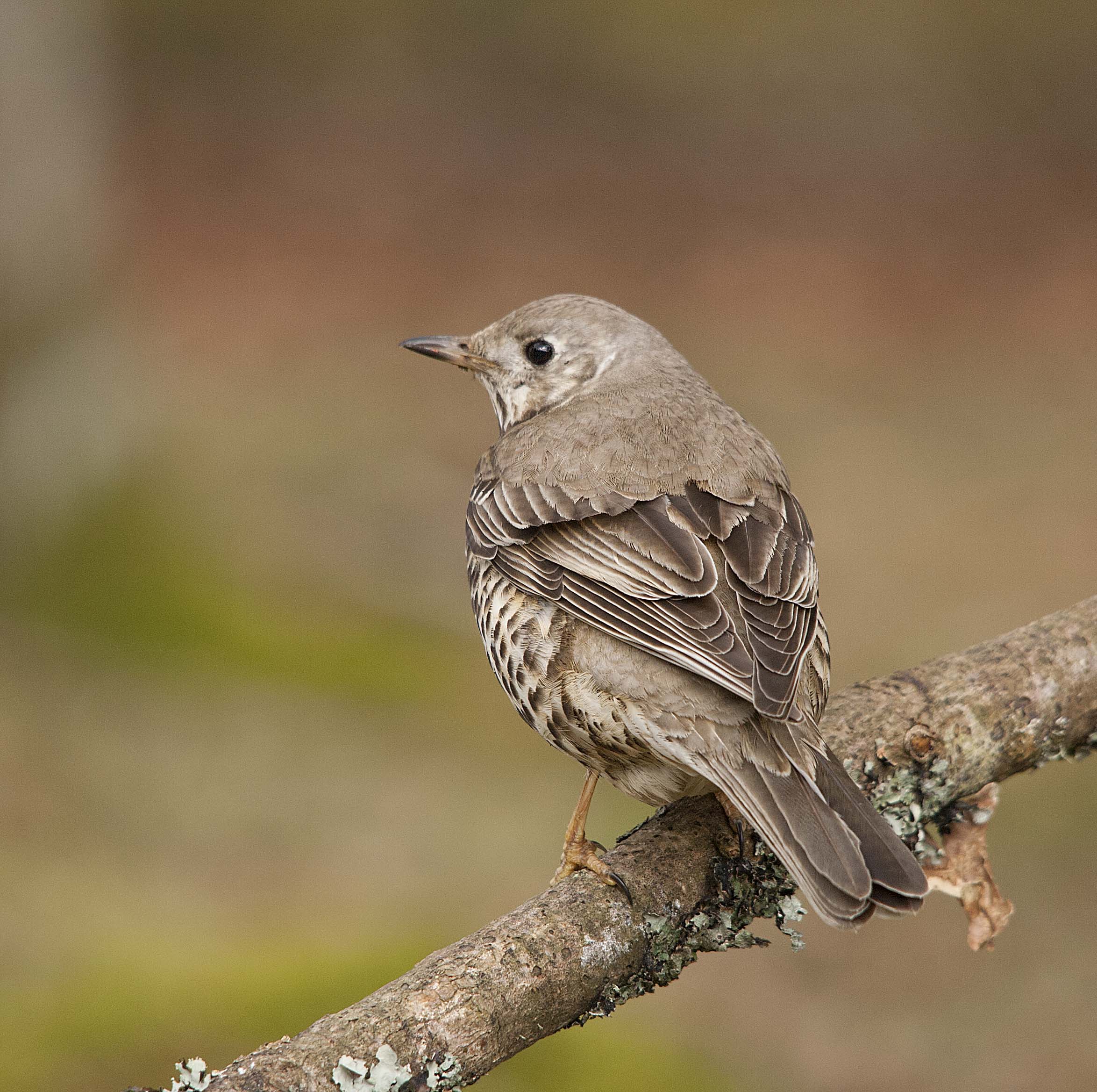 Details : Mistle Thrush - BirdGuides