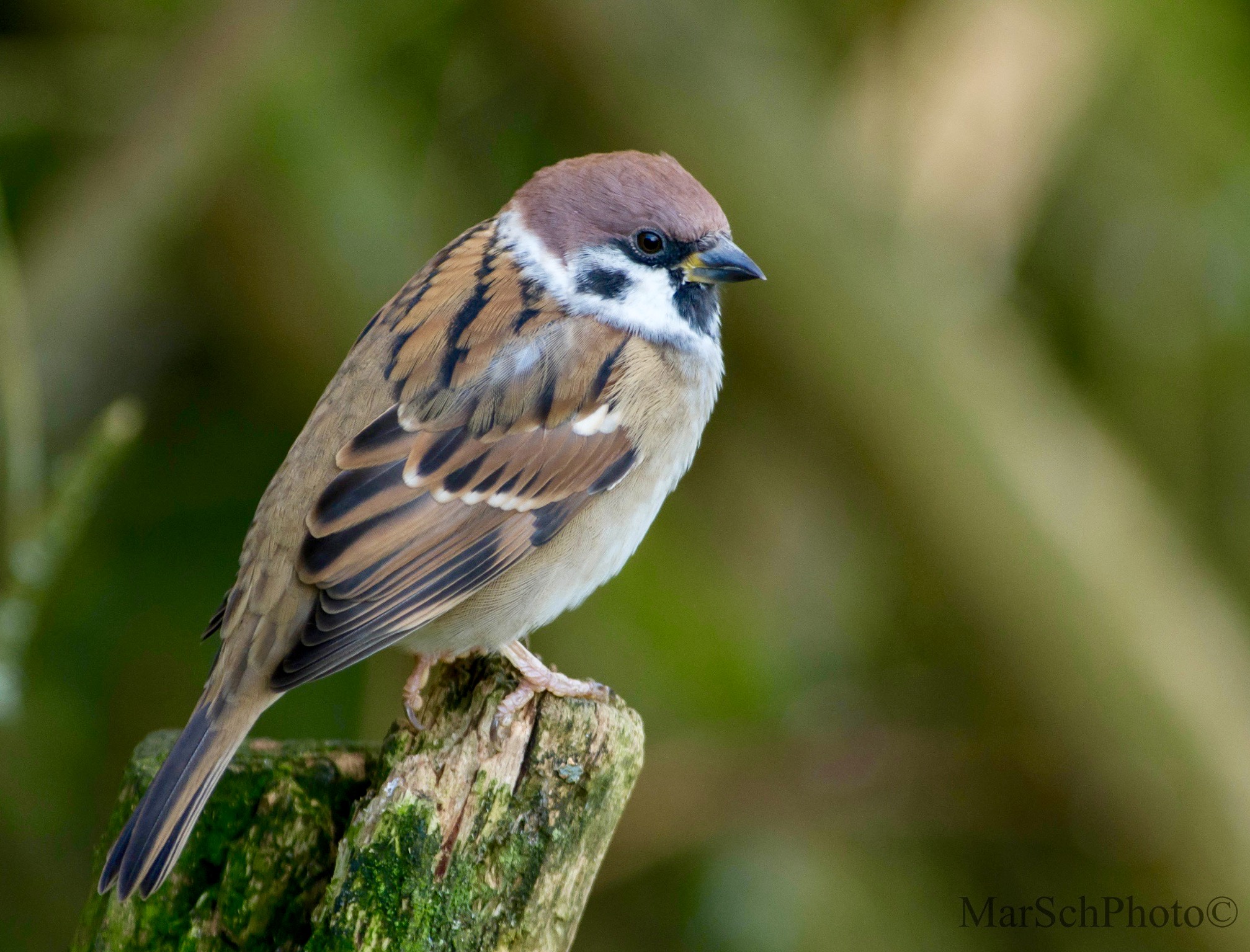 Details : Tree Sparrow - BirdGuides