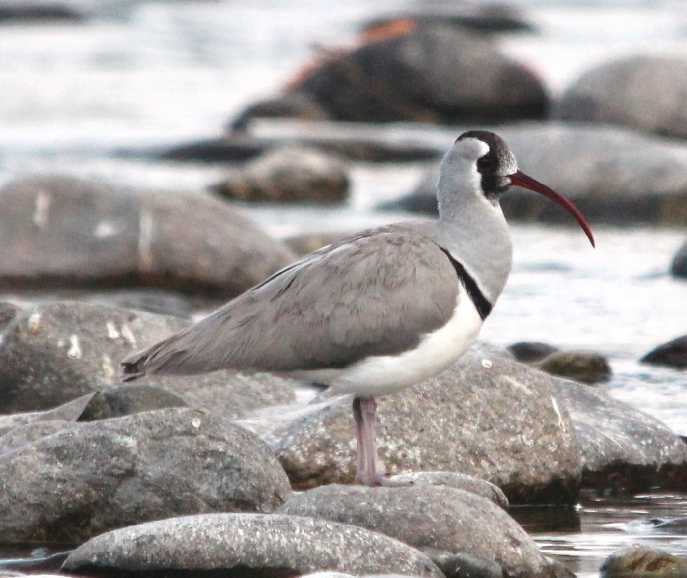 Details : Ibisbill - BirdGuides