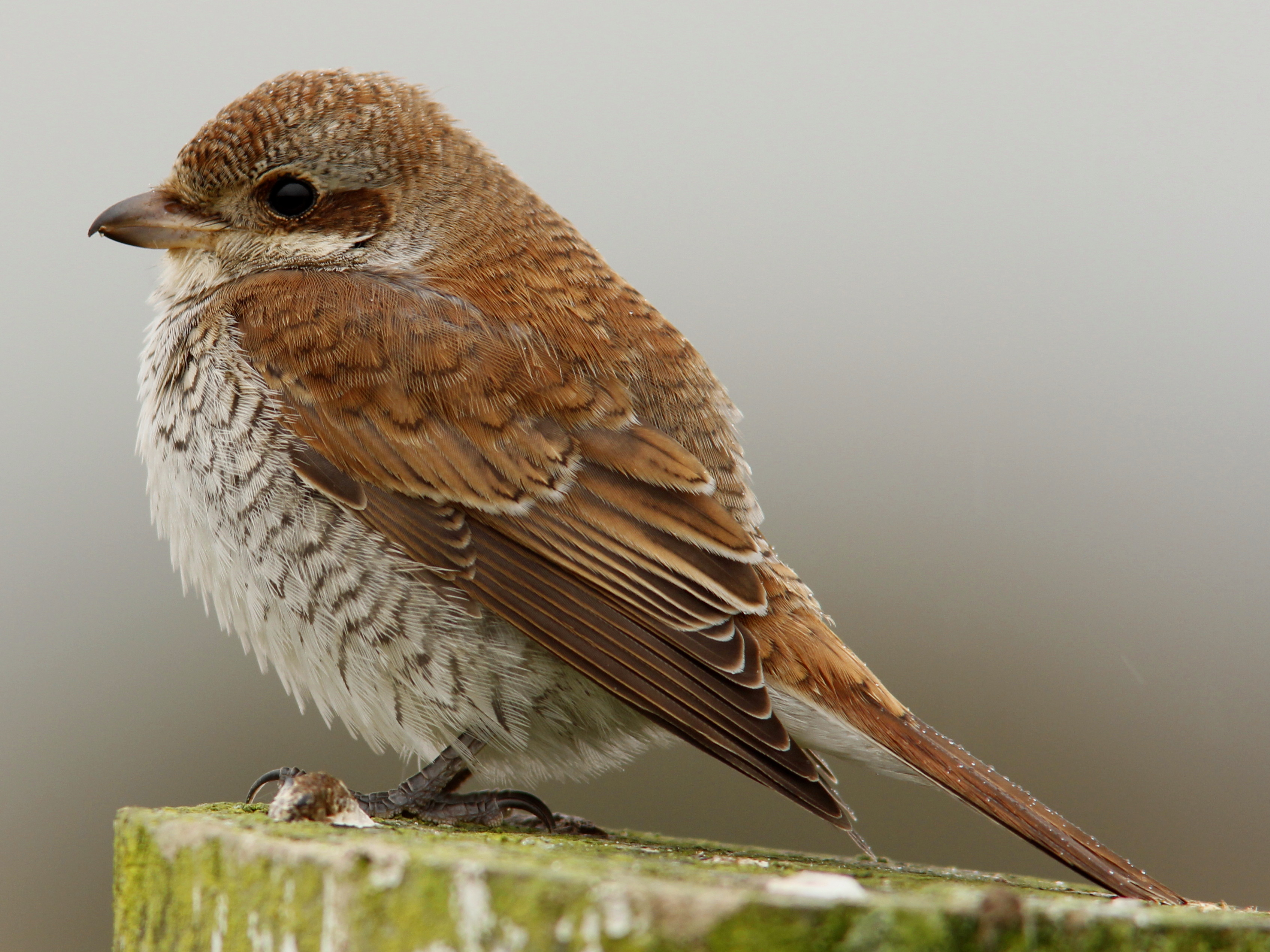 Details : Red-backed Shrike - BirdGuides