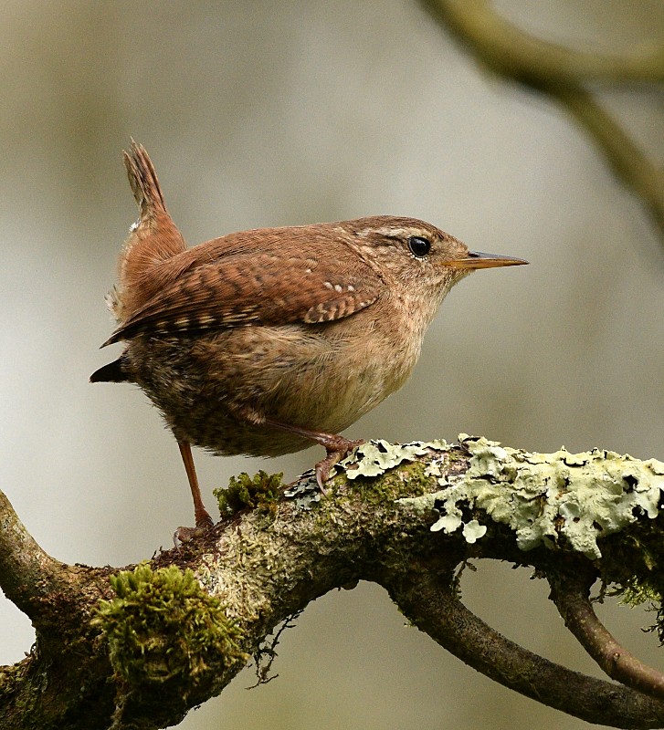 Details : Eurasian Wren - BirdGuides