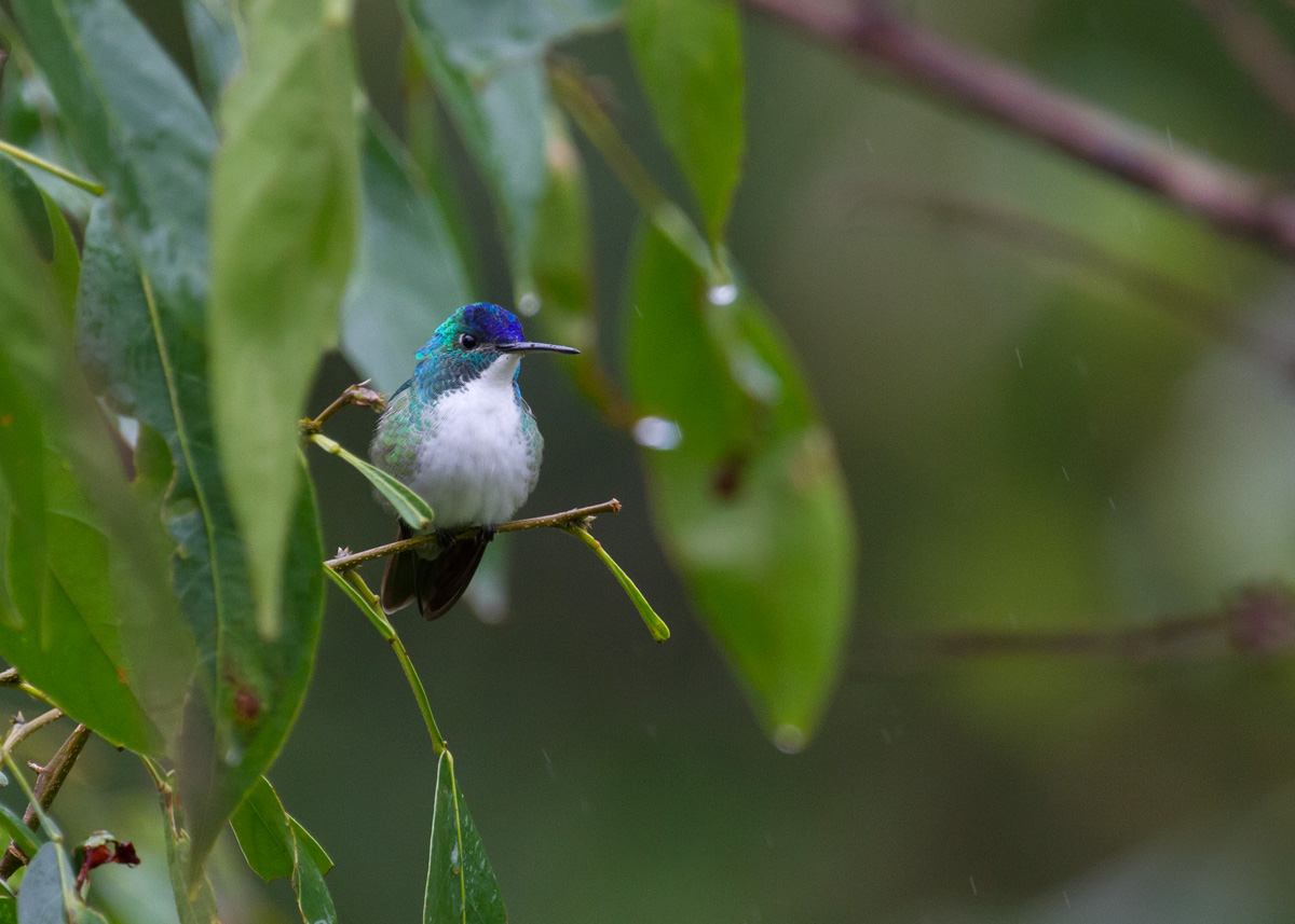 Hummingbirds use torpor to survive cold nights - BirdGuides
