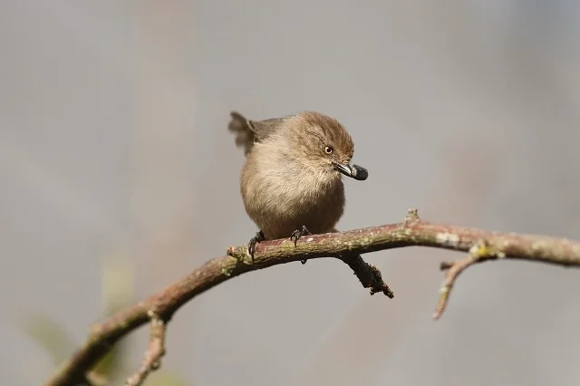 Details : American Bushtit - BirdGuides