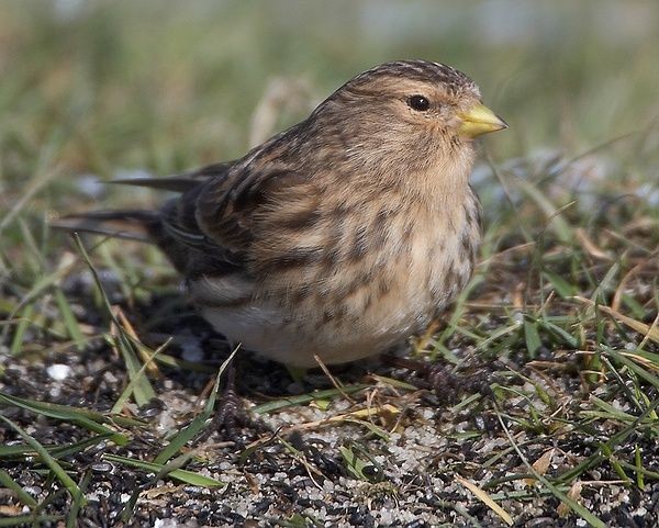 Details : Twite - BirdGuides