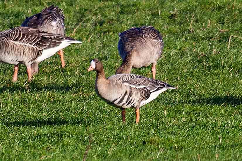 Russian White-fronted Goose by Ron Marshall - BirdGuides