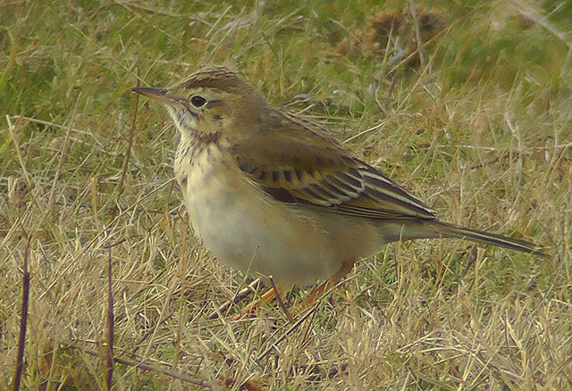 Details : Richard's Pipit - BirdGuides