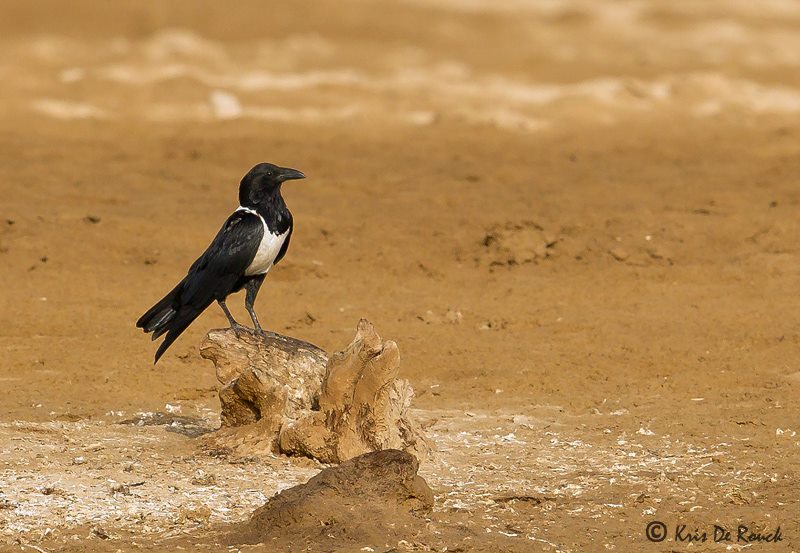 Details : Pied Crow - BirdGuides